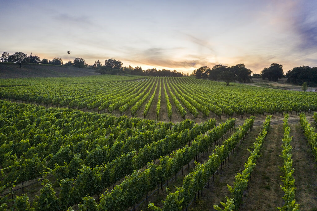 25 Years of Twomey | Twomey